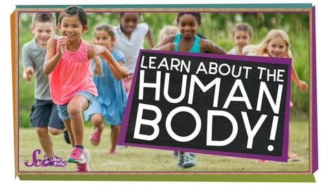 All About Your Body!